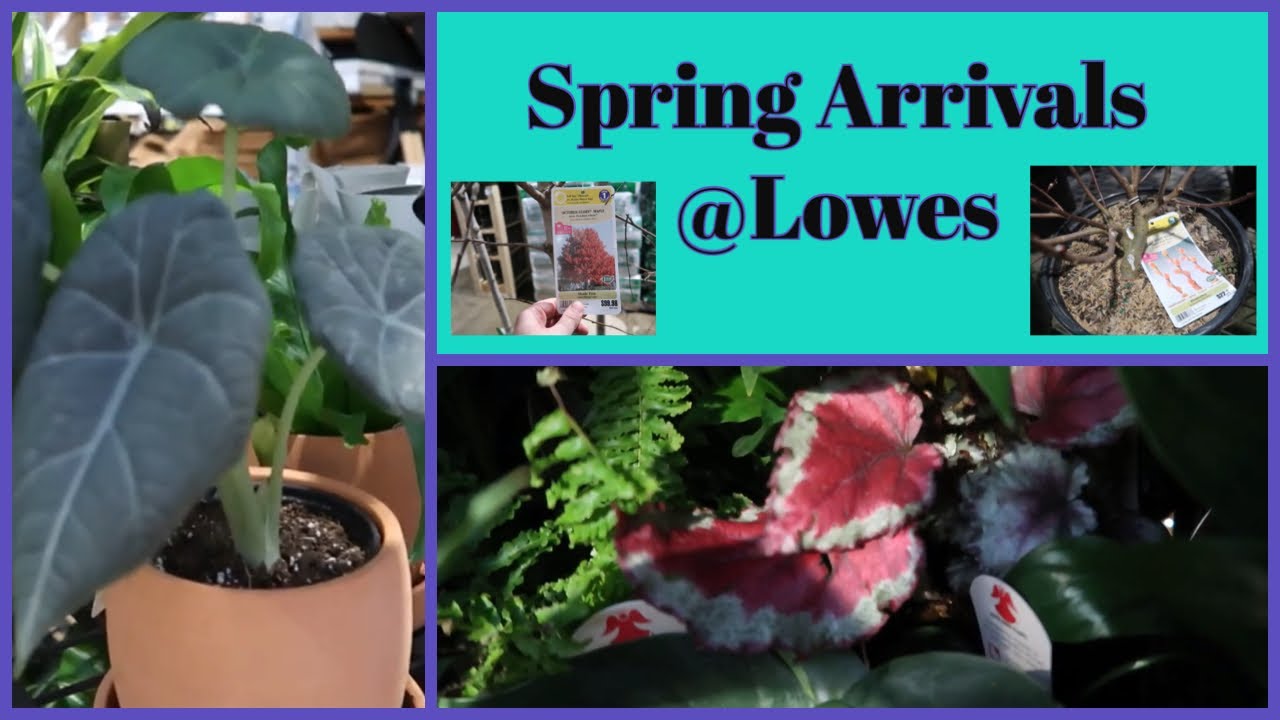 Plant Goodies are Arriving @Lowes: Tropicals and Succulents; Fruit and ...