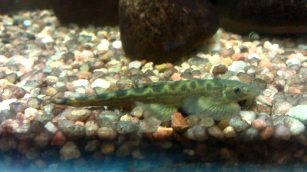 Balitora brucei - YouTube