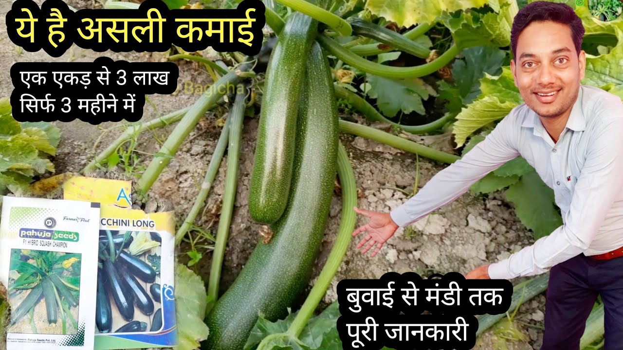आप भी जुकिनी की खेती करके इस तरह कमाइए 3 लाख प्रति एकड़ / zucchini ki ...