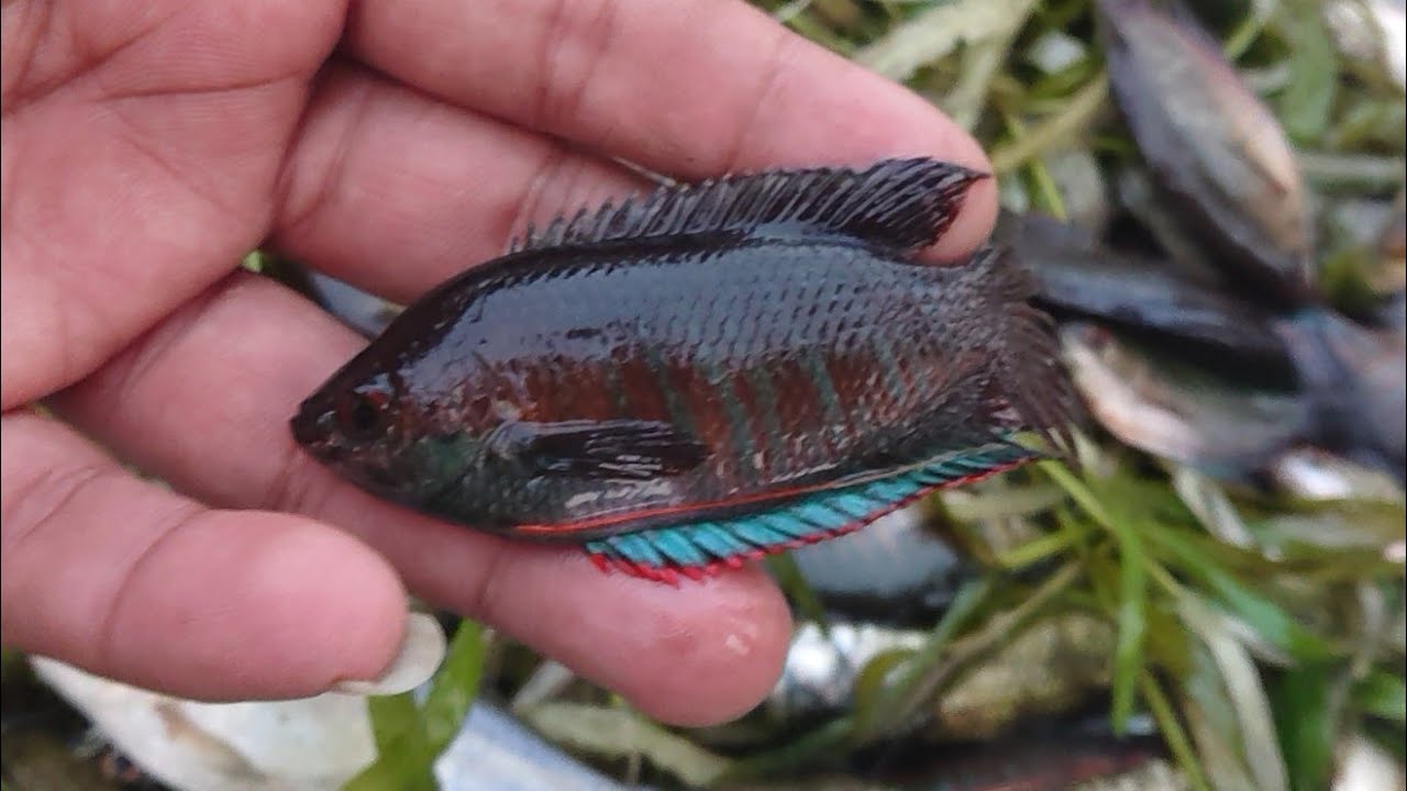 kholshe (Gourami) fish catching in the pond || Fresh Kholshe fish - YouTube