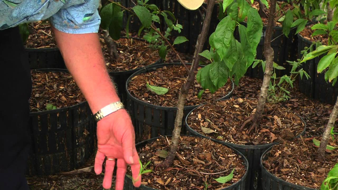 What is a Graft Line - YouTube