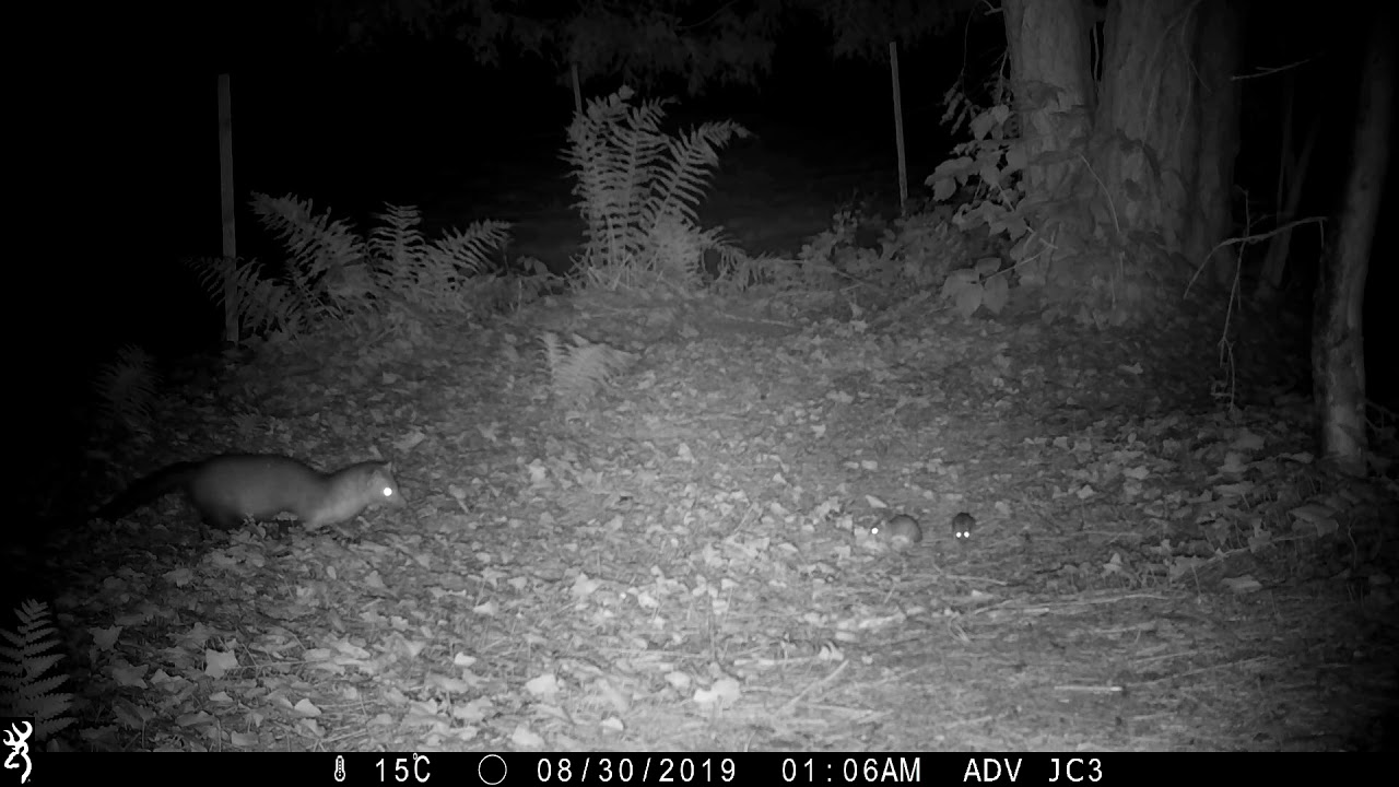 Marten hunting technique (Stone marten family/Steinmarder/Husmår) (best ...