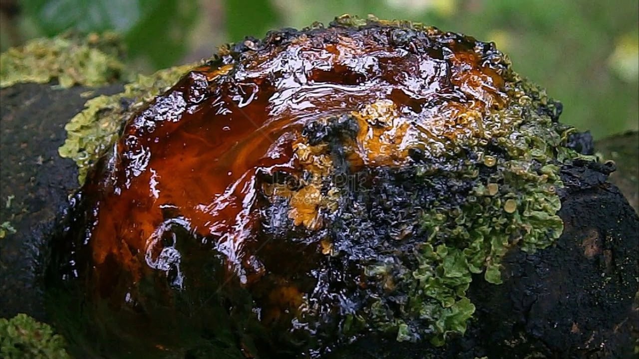 Kwentong may K: Ang Kahalagahan at Gamit ng Dagta o Resin ng Punong ...