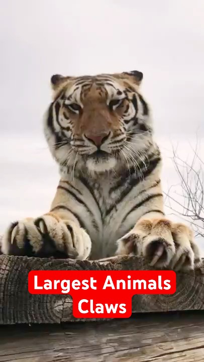 The Largest Claws in the Animal Kingdom #animals #wildlife #facts #lion ...