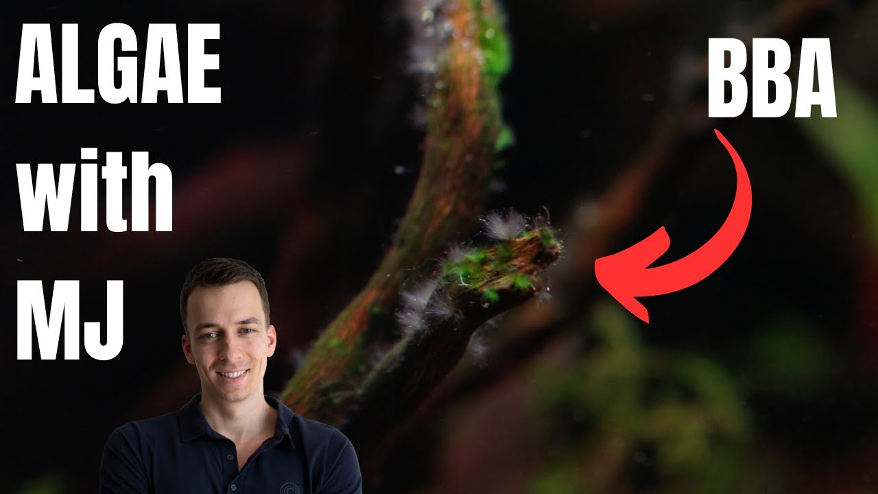 HOW TO Get Rid Of BLACK BEARD ALGAE - YouTube