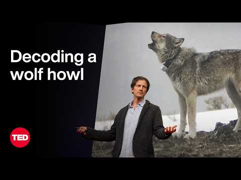 Can AI Help Us Speak with Wolves? | Jeffrey T. Reed | TED