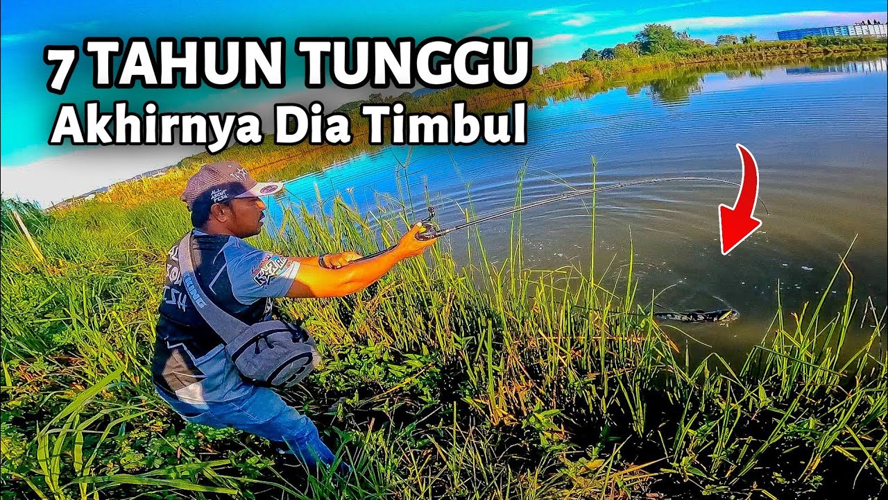 Mancing IKAN TOMAN MONSTER, 7 Tahun Aku Tunggu‼️ - EP401 - YouTube