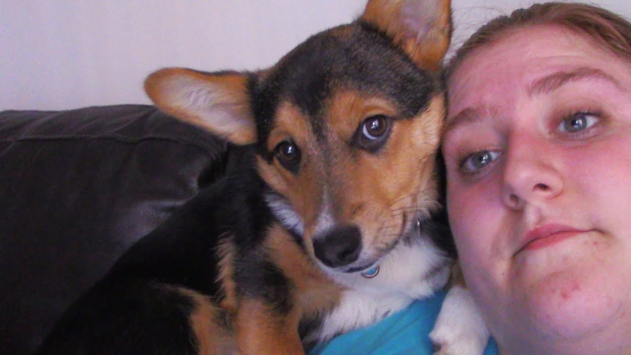 Weird Corgi Noises! - YouTube