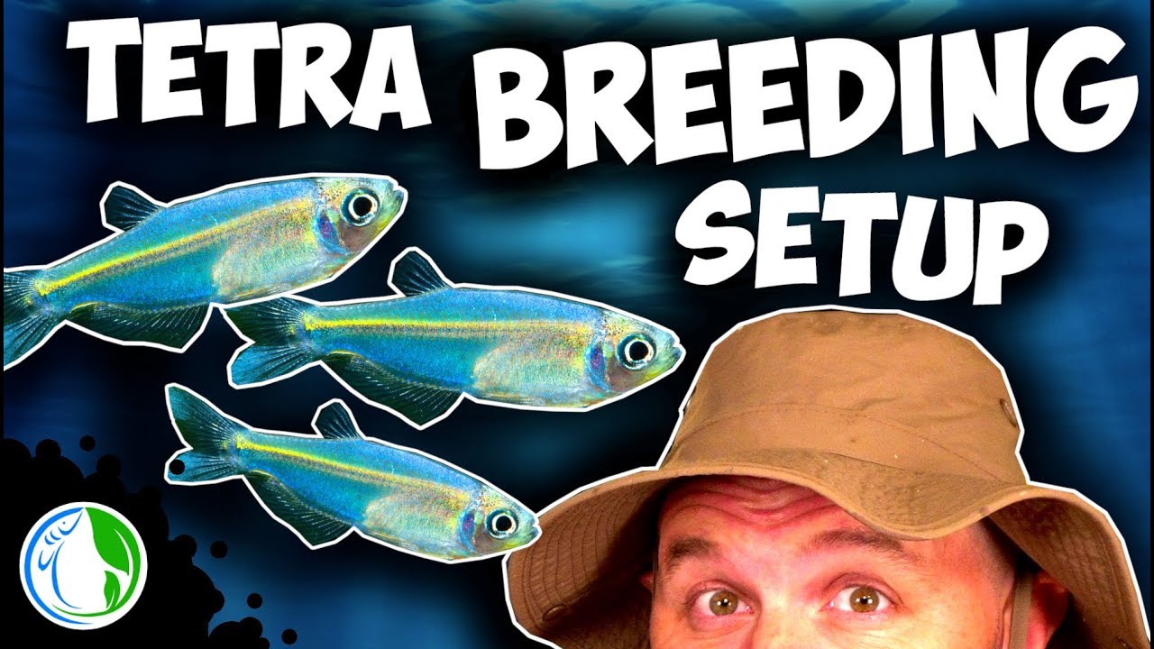 TETRA FISH BREEDING TANK SETUP - NANO BLUE TETRA UPDATE! - YouTube