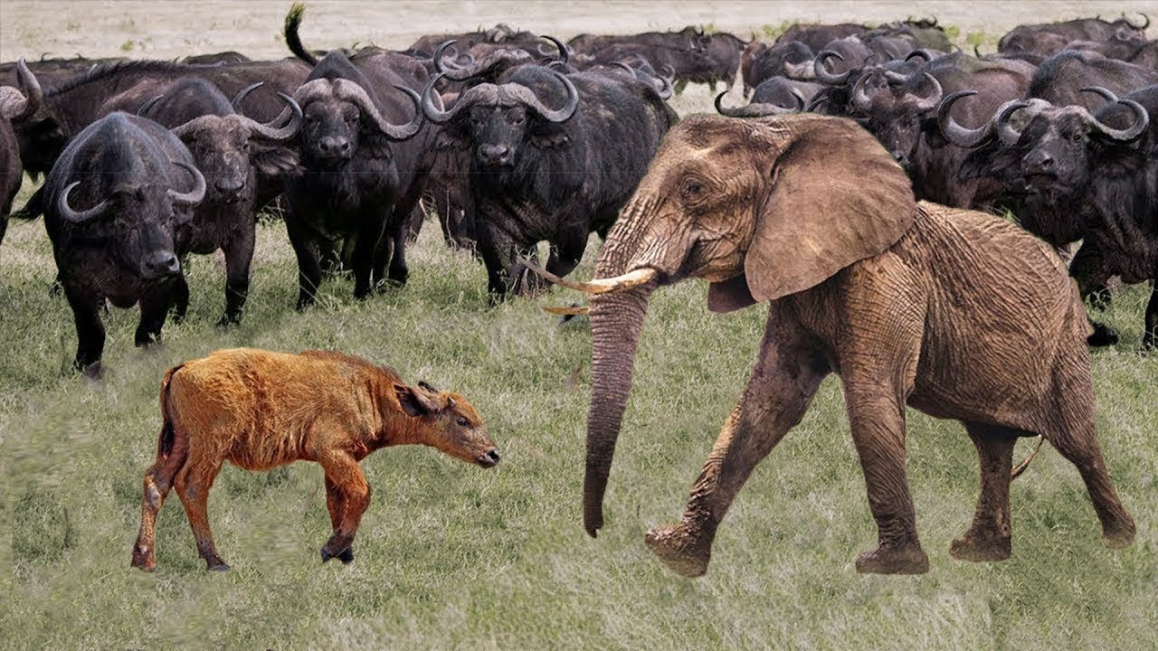 Unbelievable: Crazy Elephants Attacked Knockout Buffalo | Buffalo Vs ...