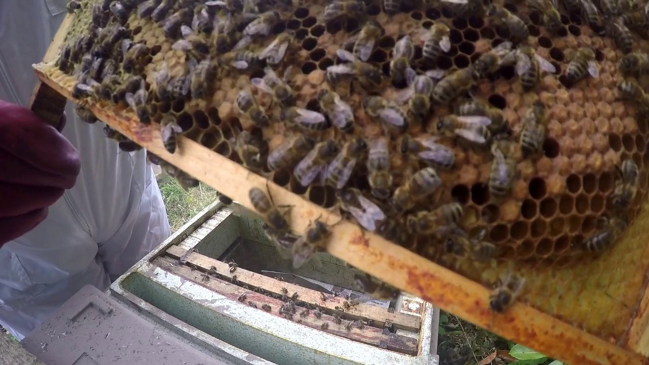 Queen Rearing Hive - YouTube