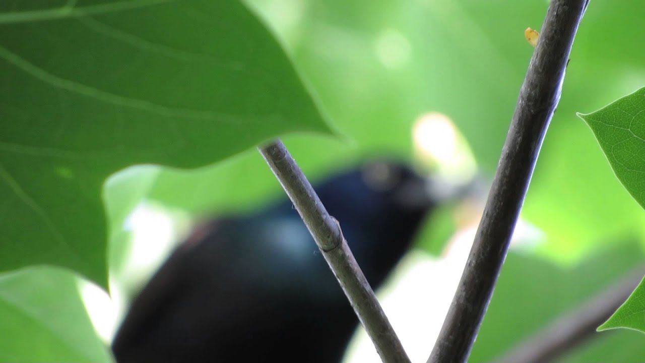 20140611 206 Distressed Grackle In Tree Tracks Jasper Possible ...