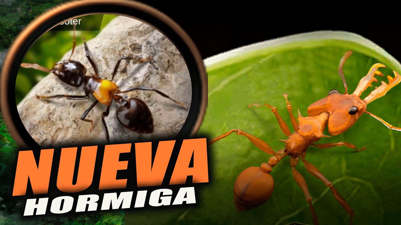 🌴 | DESPERTAR en coraza dorada y nueva hormiga de APOYO PARA ARQUERAS ...