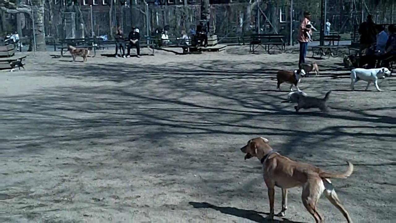Dog Run, Washington Square Park - YouTube
