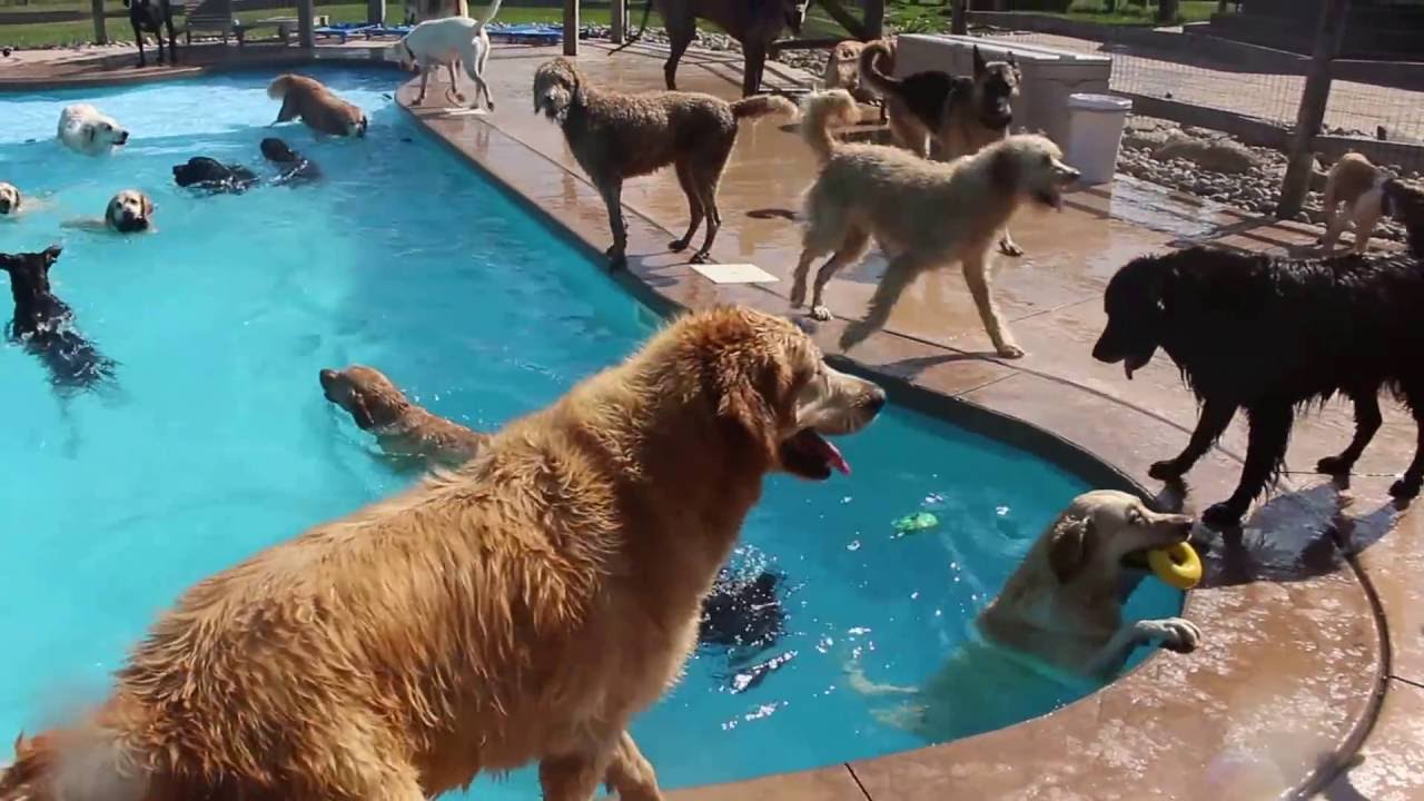 Paws to Play! - YouTube