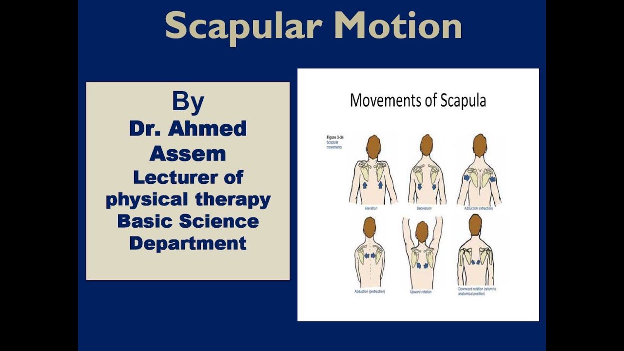 SCAPULAR MOTION PART 1 | MMT - شرح المحاضرة الخامسة تست الجزء الاول ...