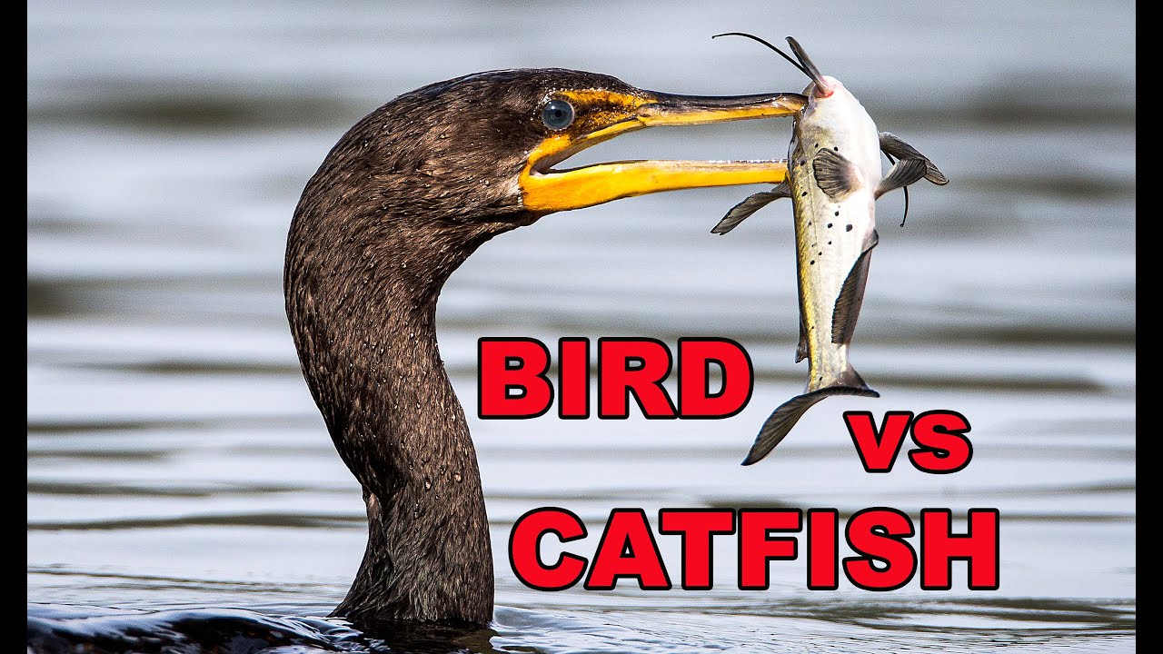 Cormorant bird vs. fish | Conowingo Dam - YouTube