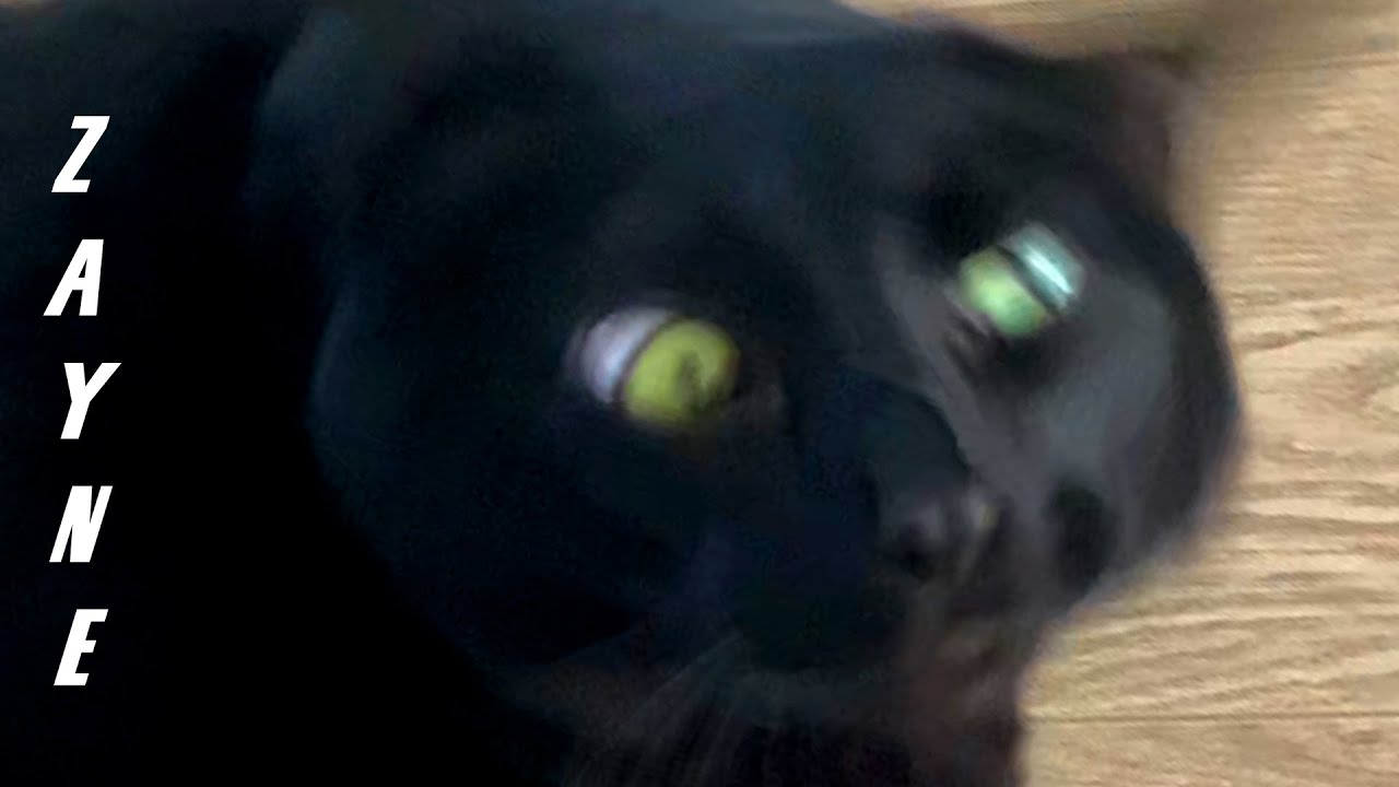 Zayne the Cat - YouTube