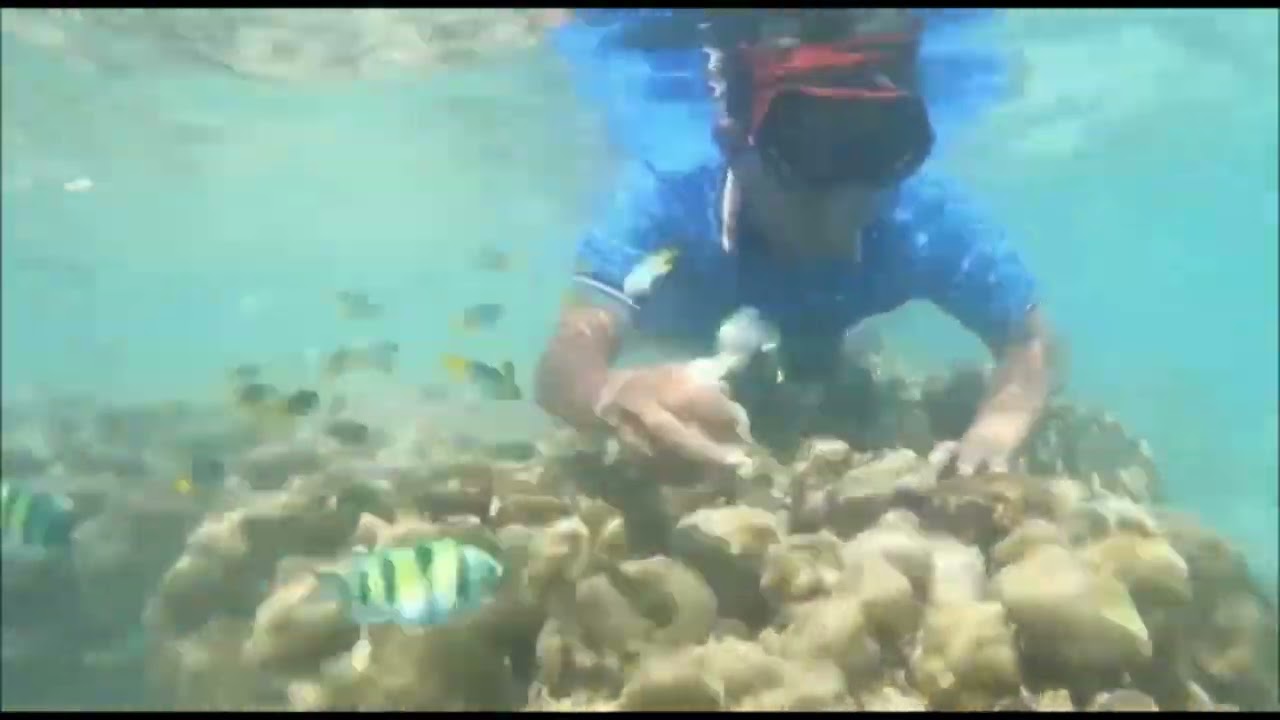 Snorkling in Kalimantung Island Sibolga Central Tapanuli - YouTube