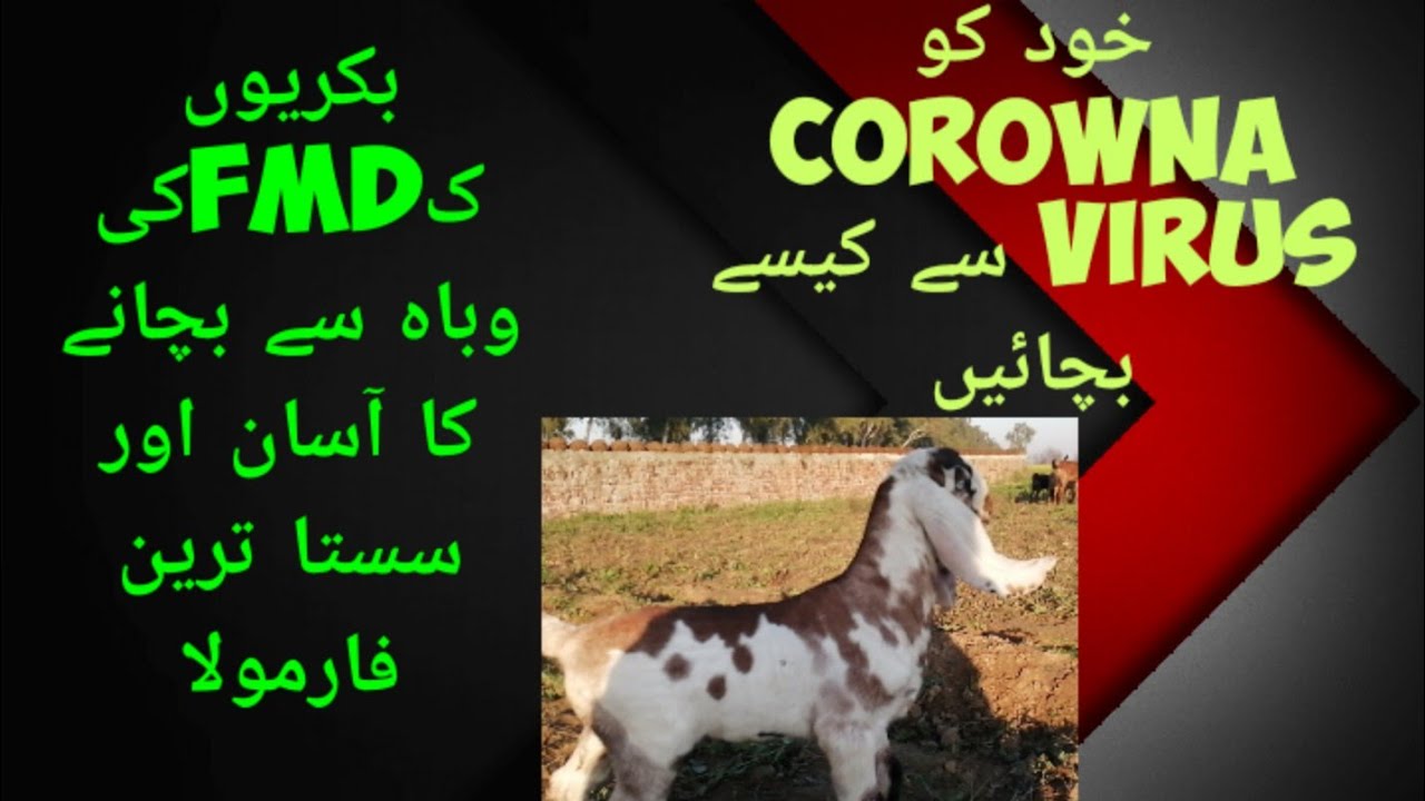 Goats diseases!Goats treatment and vaccination in FMD!Corowna kia hai ...