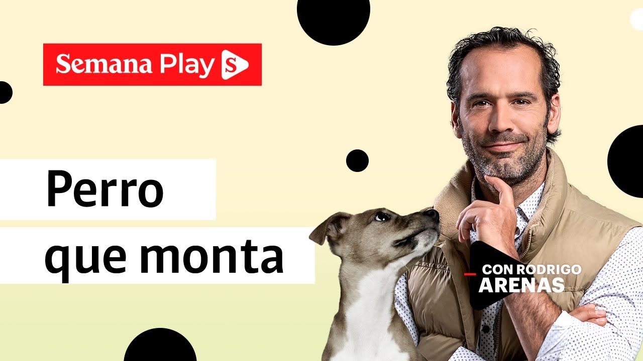 Debo Detener A Mi Perro Cuando Se Monta