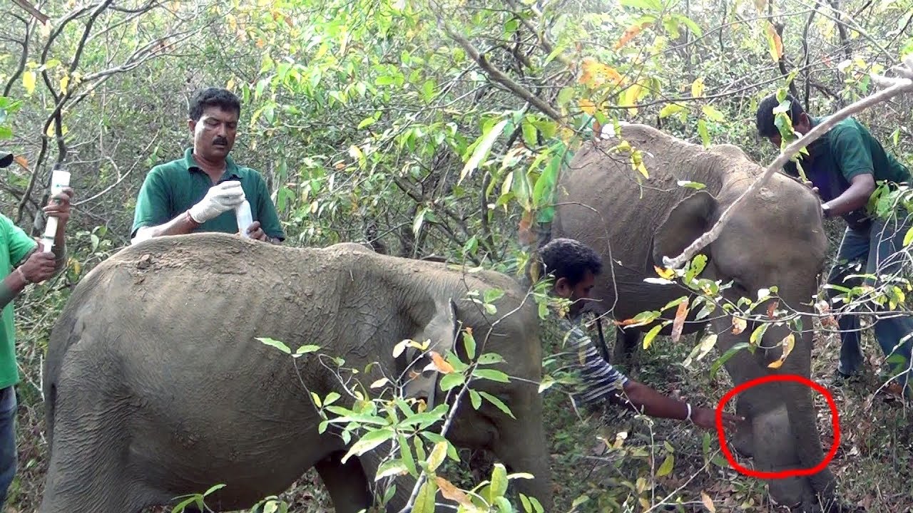 The wounded baby elephant treated by wildlife officers ! - YouTube