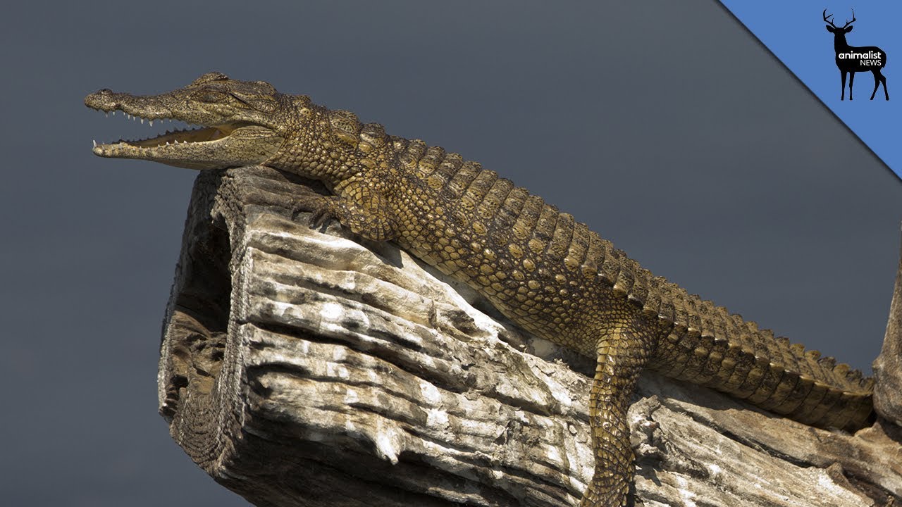 Crocodiles Can Climb Trees - YouTube