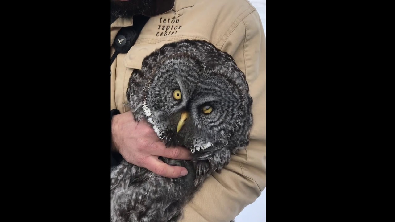 Great Gray Owls -- Talons, Ears, and Eyes - YouTube