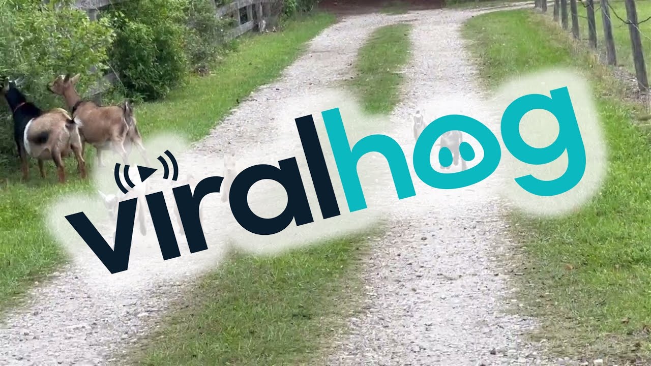 Baby Goats Race Down Dirt Road || ViralHog - YouTube