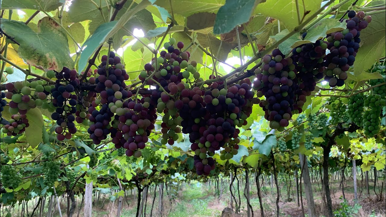 Variedades de uva Niágara rosada e Bordô - YouTube