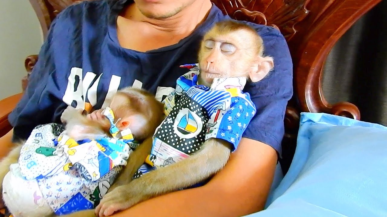 JULIE-POLEE Very Sleepy In Midday After Full Of Snack & Milk - YouTube