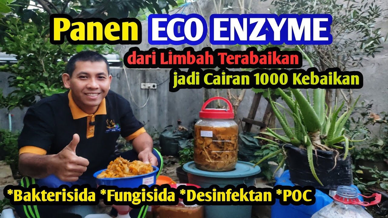 Eco Enzyme: Panduan Praktis Panen dan Aplikasi yang Tepat untuk Tanaman ...