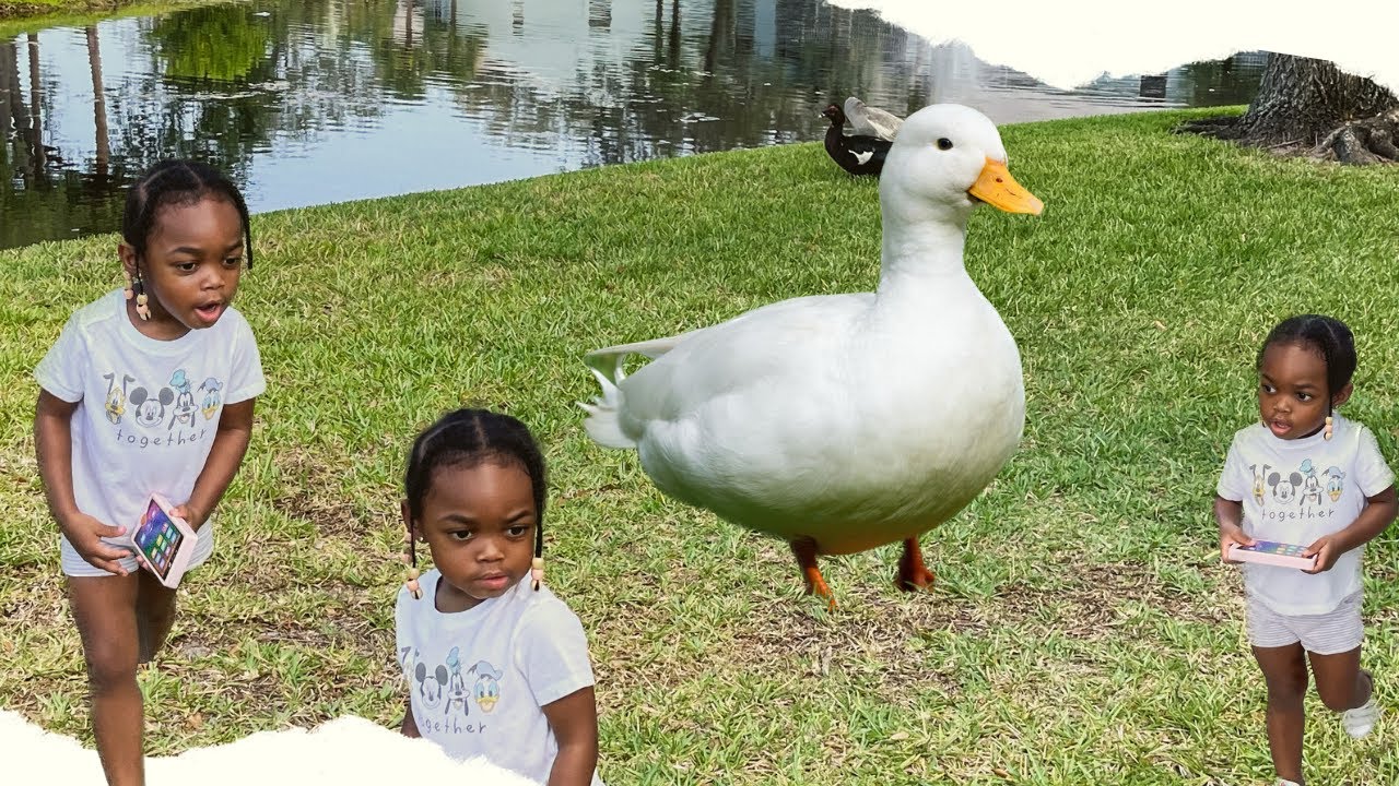 A Quest For Ducks With Miss Emilee - YouTube