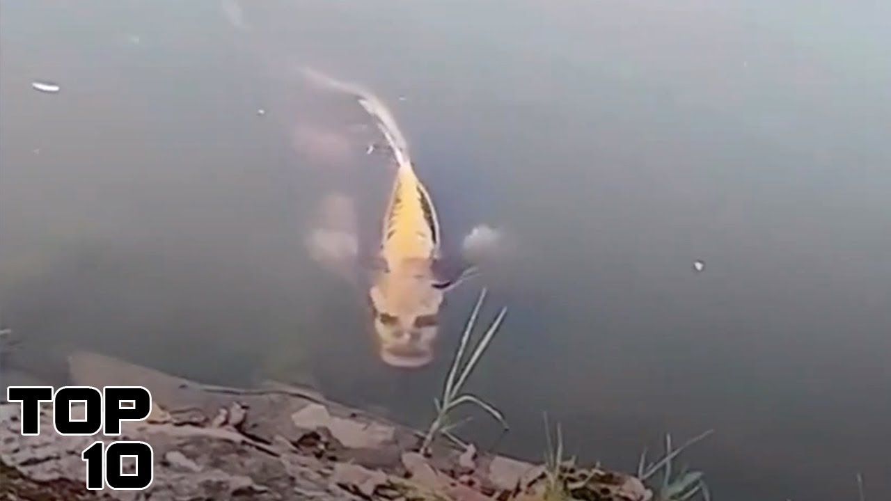 Top 10 Scary Animals Hybrids Caught On Camera - YouTube