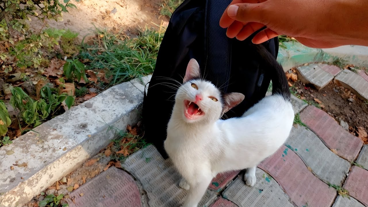 Adorable Stray Cat is Very Angry She Just Wants Food - YouTube