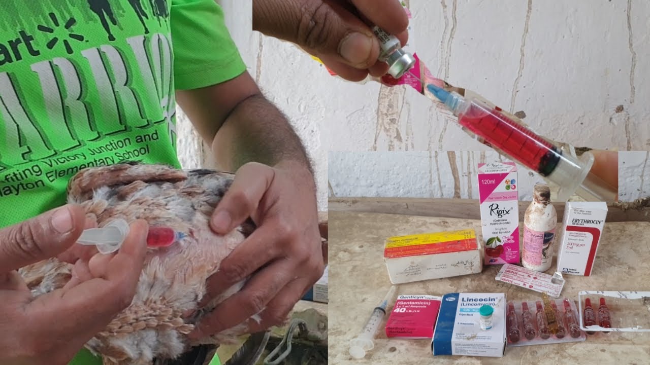 How To Inject A Injection To A Chicken || Right Way Of Use Injection ...