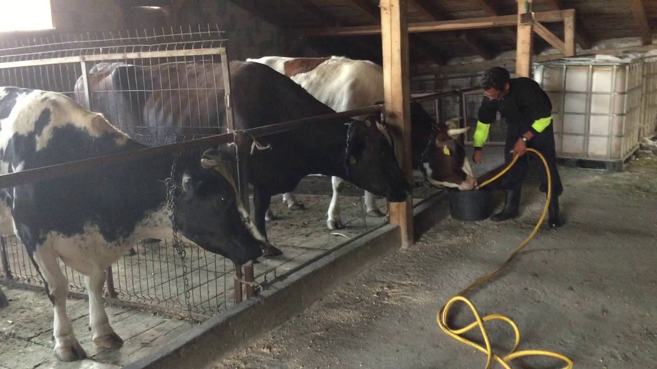 Ionut Trofin the Cows Drinking Water | Farm of Hope Iasi Romania - YouTube