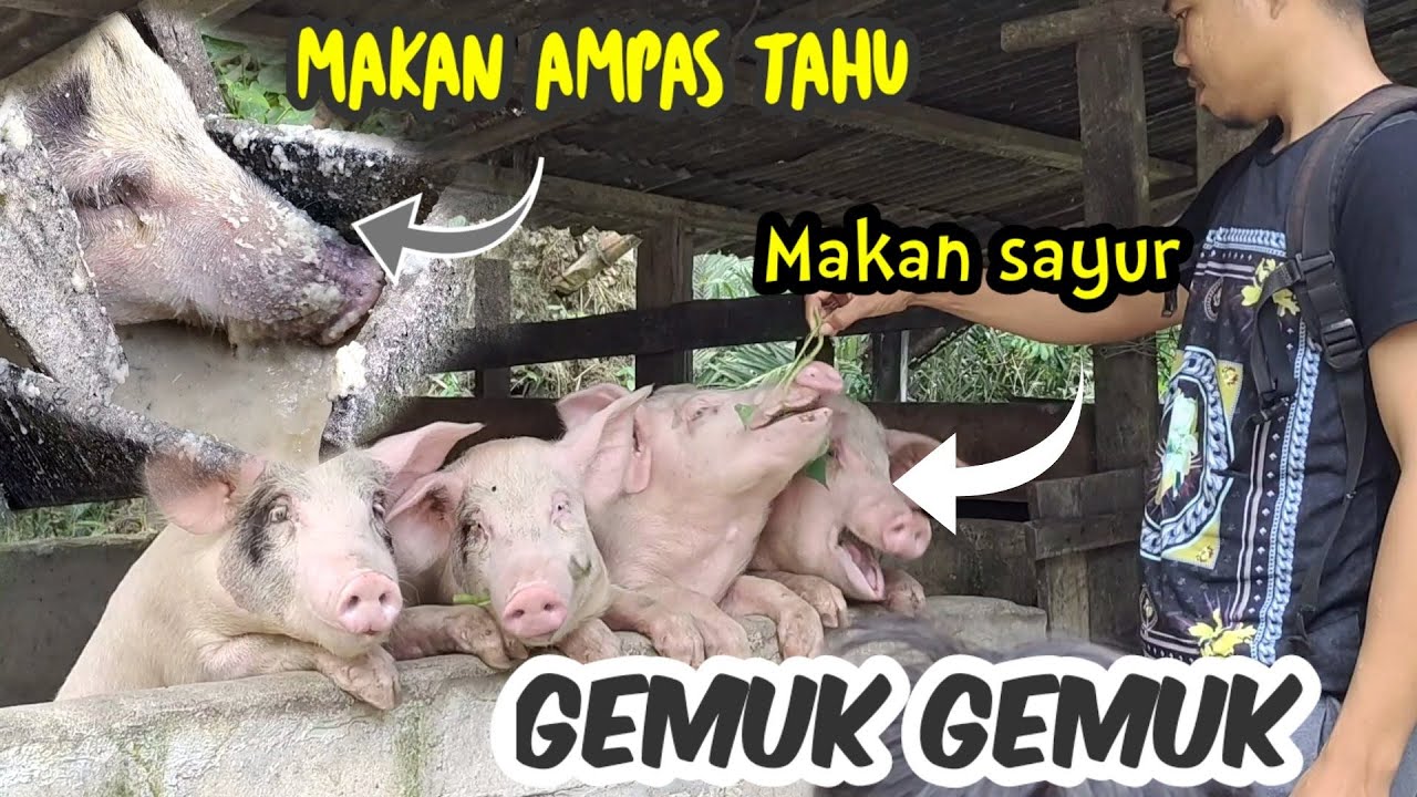 pelihara babi ini gak ada ruginya - YouTube
