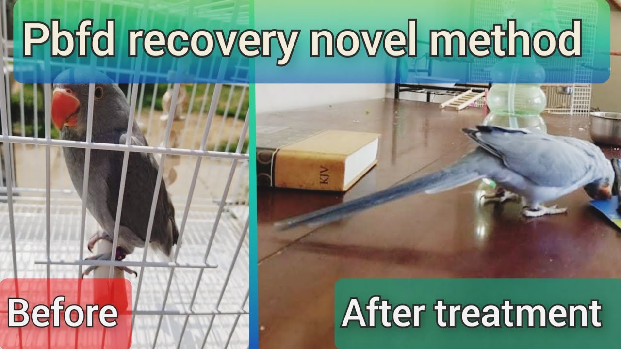 pbfd cure | pbfd treatment | pbfd cure treatment | pbfd recovery - YouTube