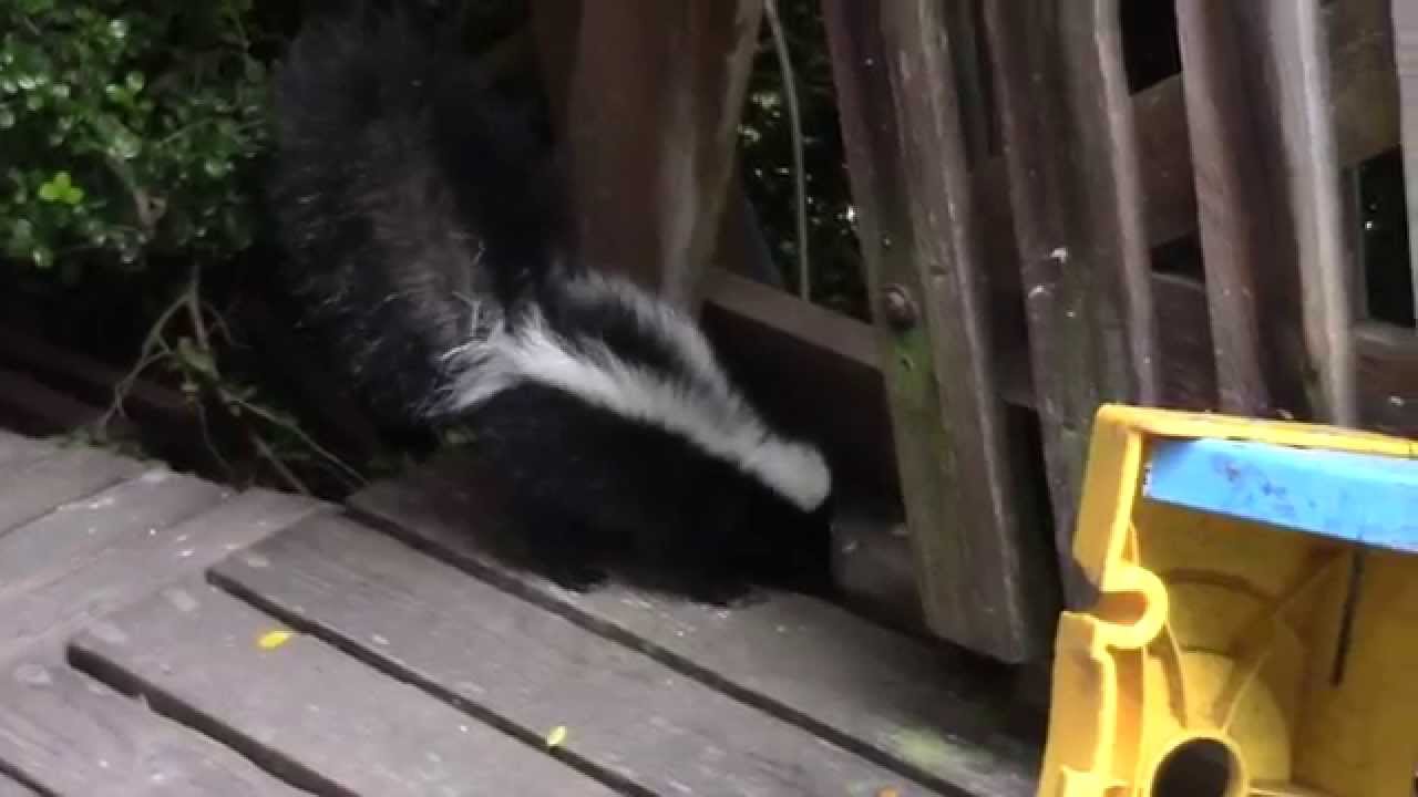 A skunk and a cat - YouTube