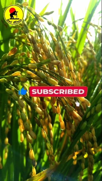 වී වගාව | vee wagawa - අපේ ජීවිතය | Ape Jivithaya🌾🇱🇰#travel #Ape ...