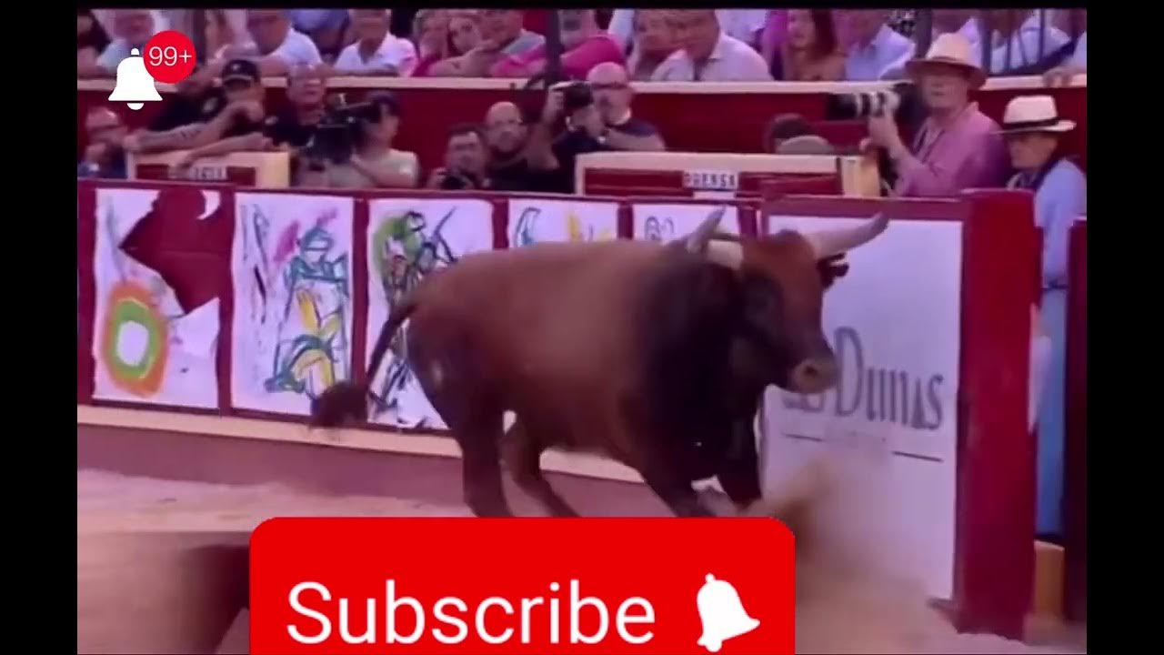 INCREÍBLE PITONES DE ESTE TORO ⚠️PELIGORO⚠️ TORO DE LÍDIA 569KG.💯💯 - YouTube