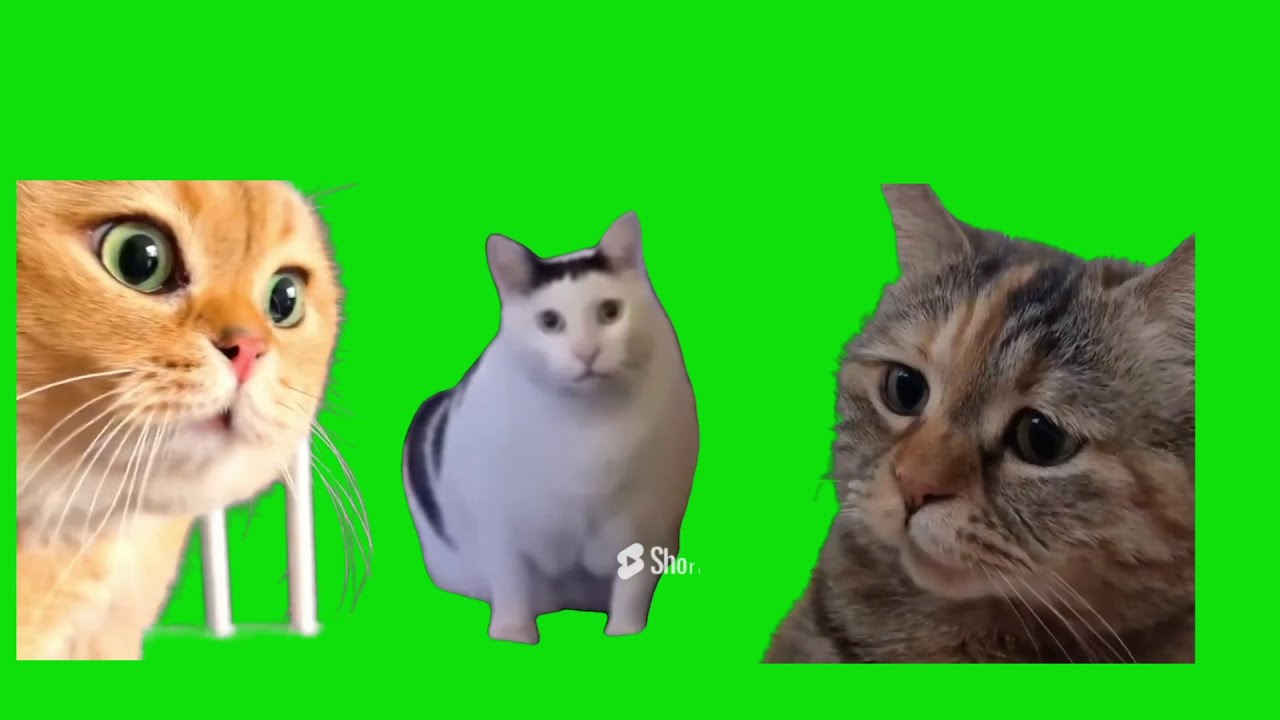 15 Cat Memes For Chroma Key Green Screen Templates - YouTube