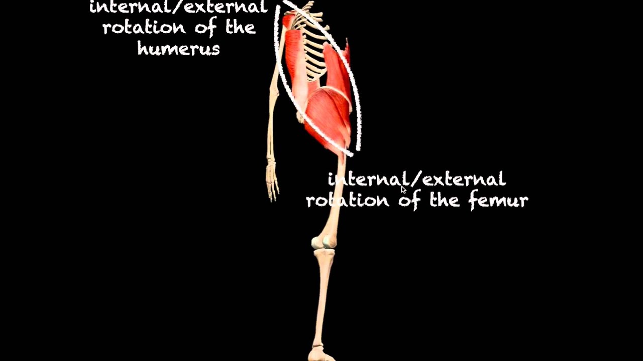 The Asymmetrical Advantage: Exploring the Bilateral Model of Human ...