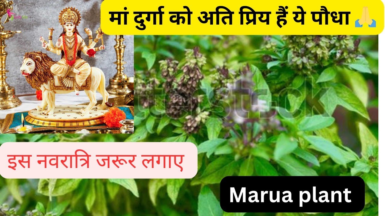 मां दुर्गा को अति प्रिय है ये पौधा 🙏Marua plant care tips 😊 - YouTube