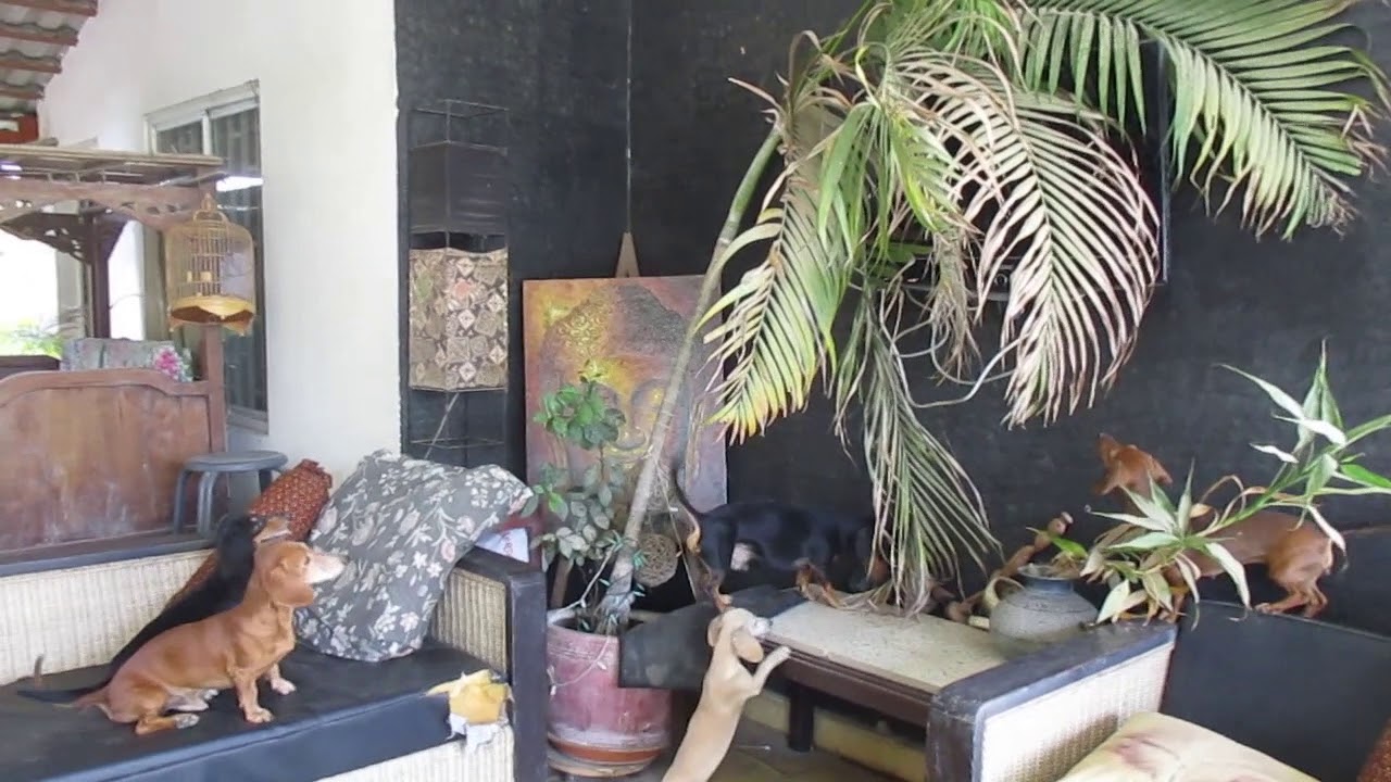 The SAUSAGE BAND (Where is the mouse?) - YouTube