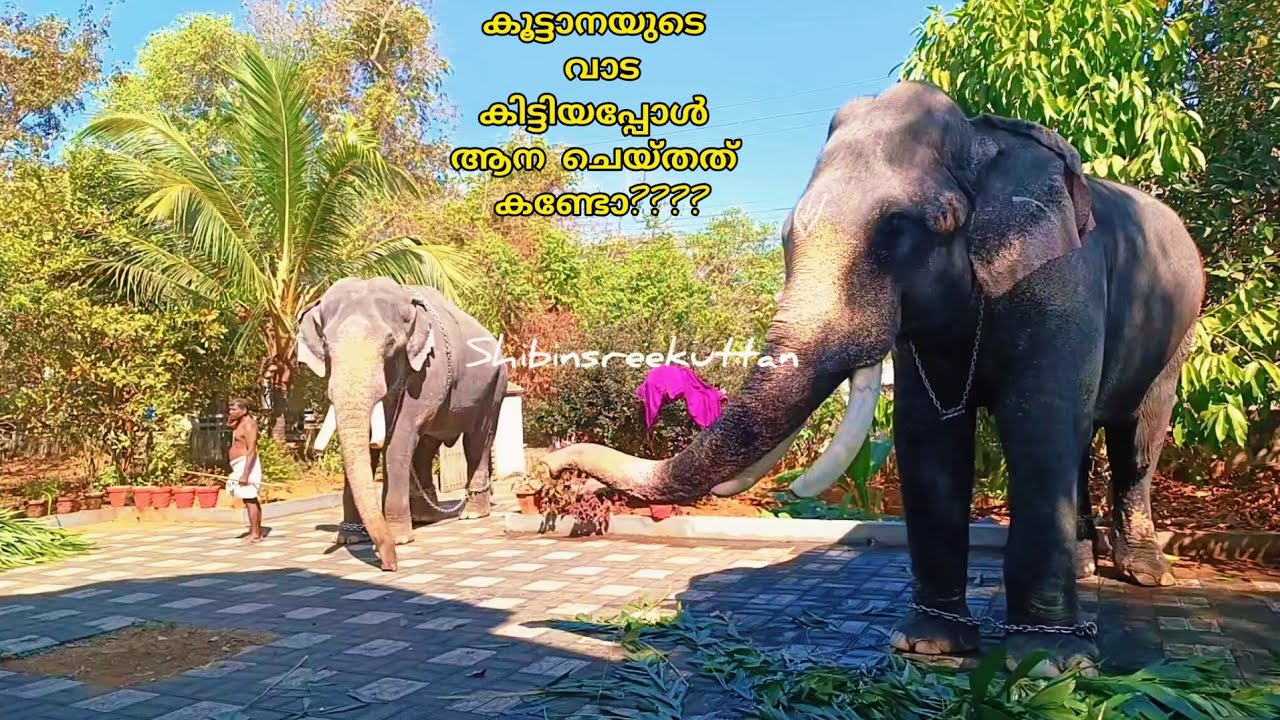 കൂട്ടനയുടെ വാട കിട്ടിയപ്പോൾ ആന ചെയ്തത് കണ്ടോ?/ pattambi manikandan ...