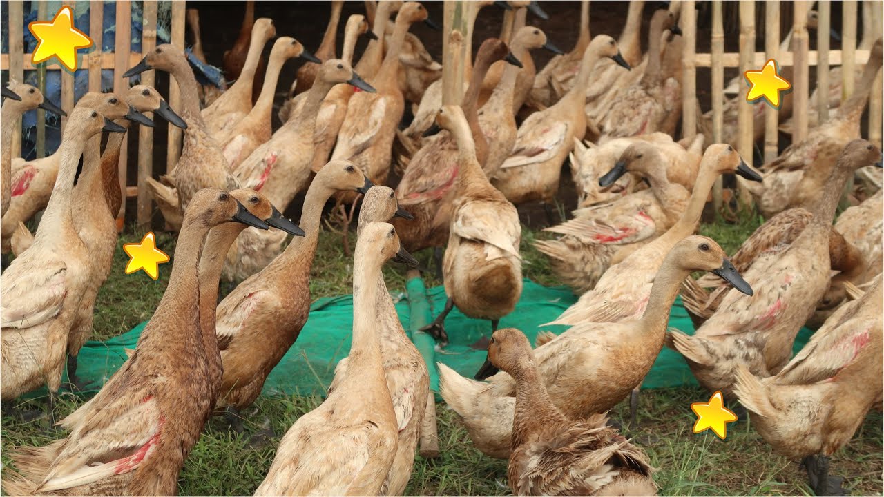 LAGU BEBEK ENTOK , ENTOK JUMBO BLITAR , VIDEO LUCU BEBEK GORENG , BEBEK ...
