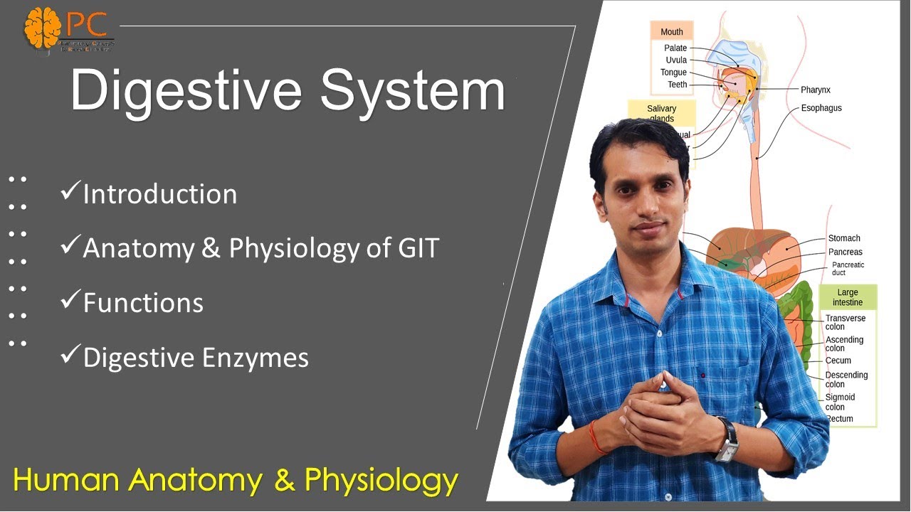 Digestive System (Part 1): GIT Anatomy and Physiology and Digestive ...