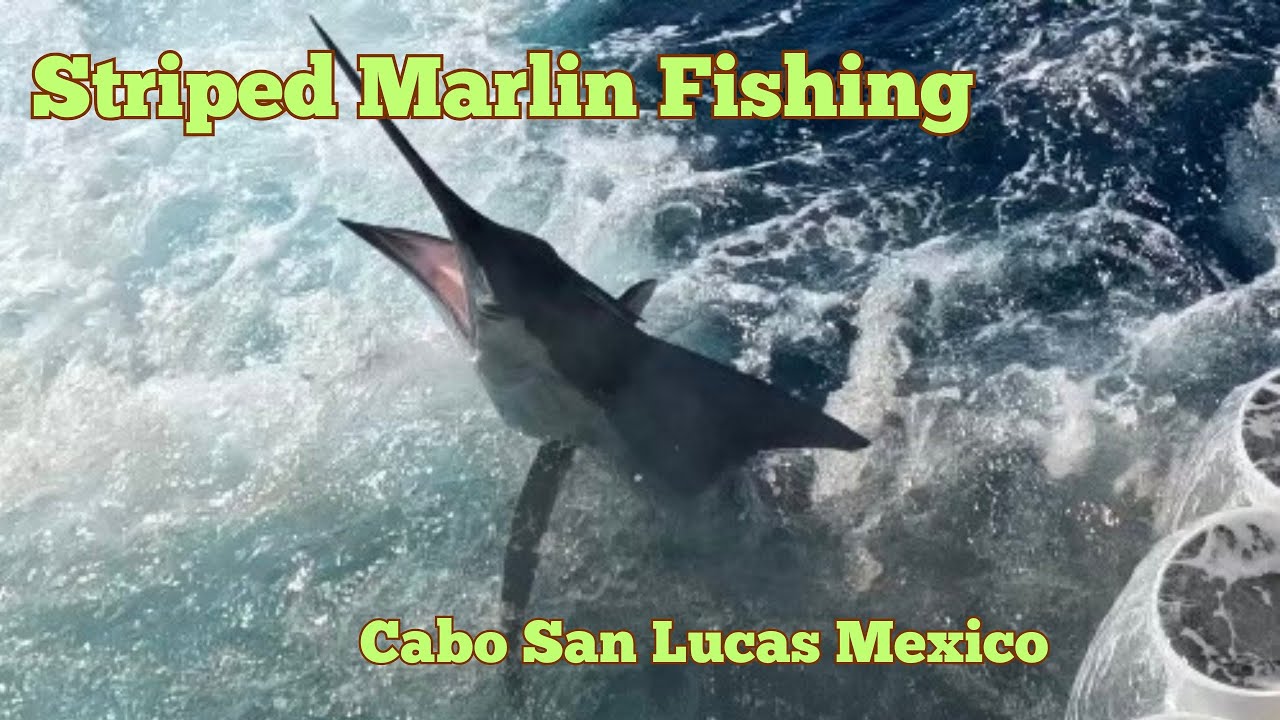 Striped Marlin Fishing - Cabo San Lucas - YouTube